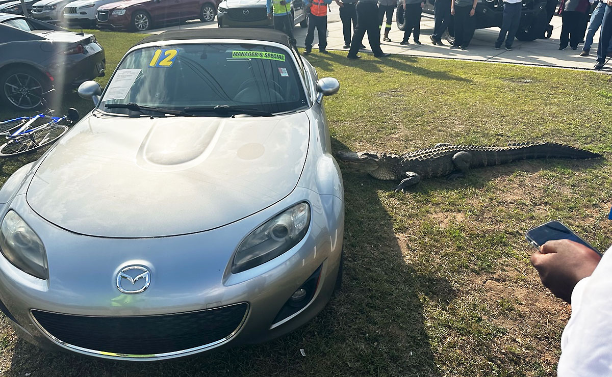 The gator is just browsing | Automotive News