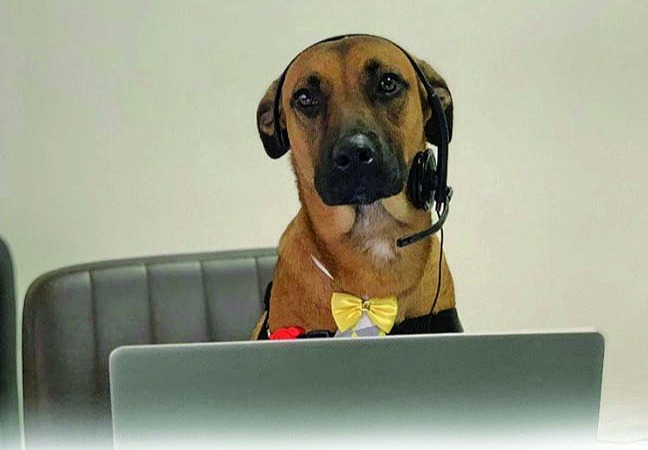 Stray dog gets home, job at Hyundai dealership in Brazil | Automotive News