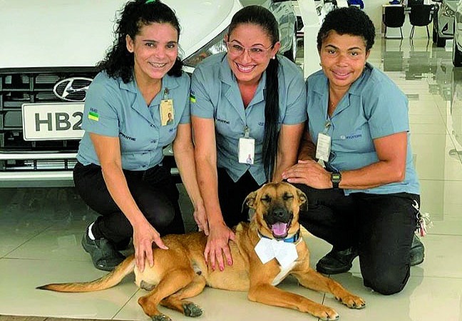 Stray dog gets home, job at Hyundai dealership in Brazil | Automotive News