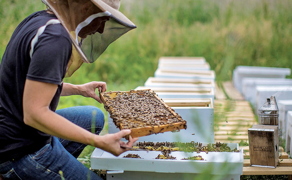 Ford introduces honeybees to habitat near its headquarters | Automotive ...