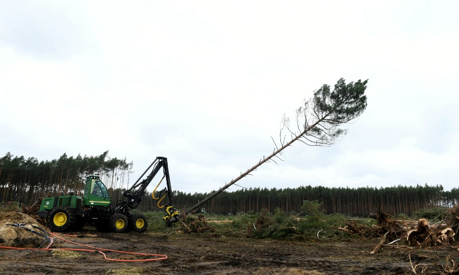 Why Tesla was ordered to halt tree felling near German plant site ...