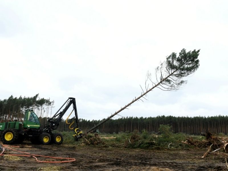 How hibernating snakes halted tree felling at Tesla's German factory ...