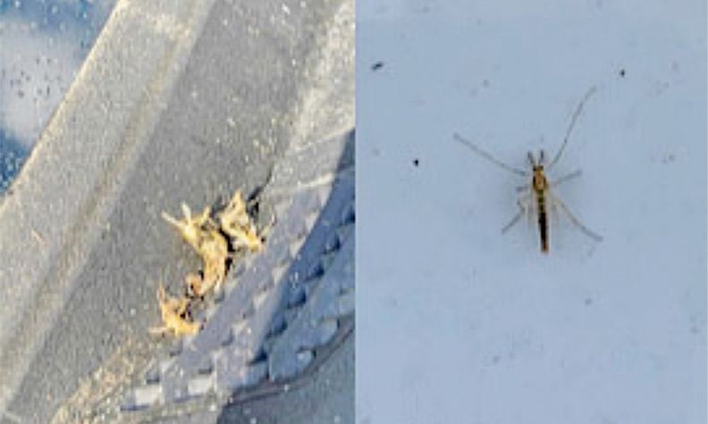 Mayflies a dark spot on GM's launch of big SUVs | Automotive News